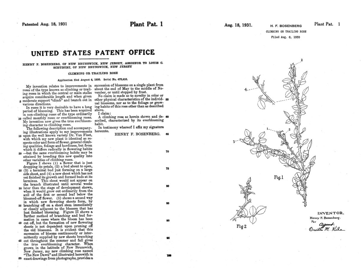 Plant Patent Example