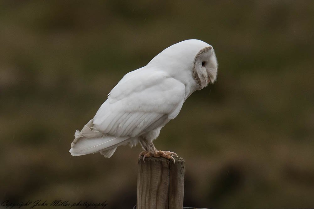 Leucistic Barn Owl