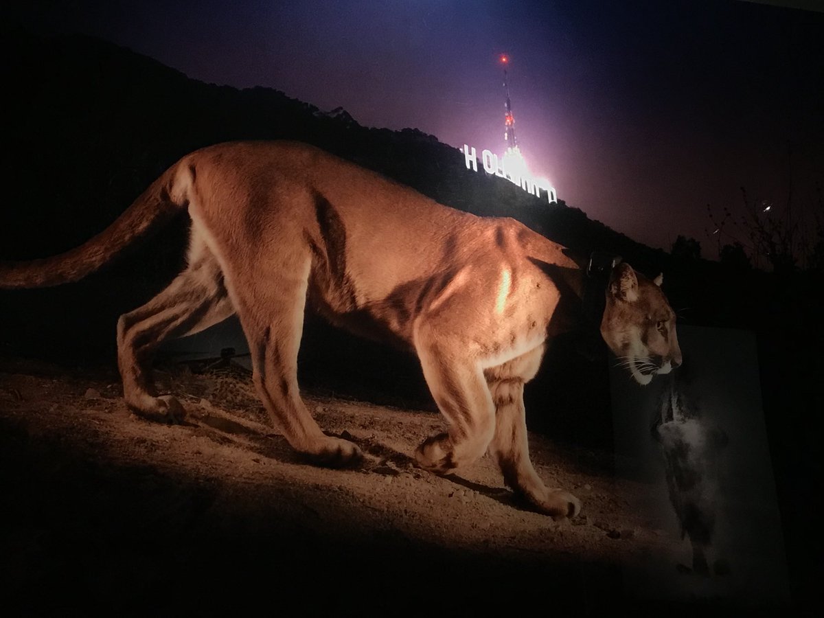 Hollywood Sign Mountain Lion