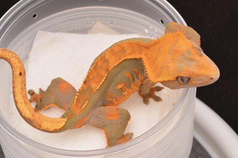 Lavender Crested Gecko