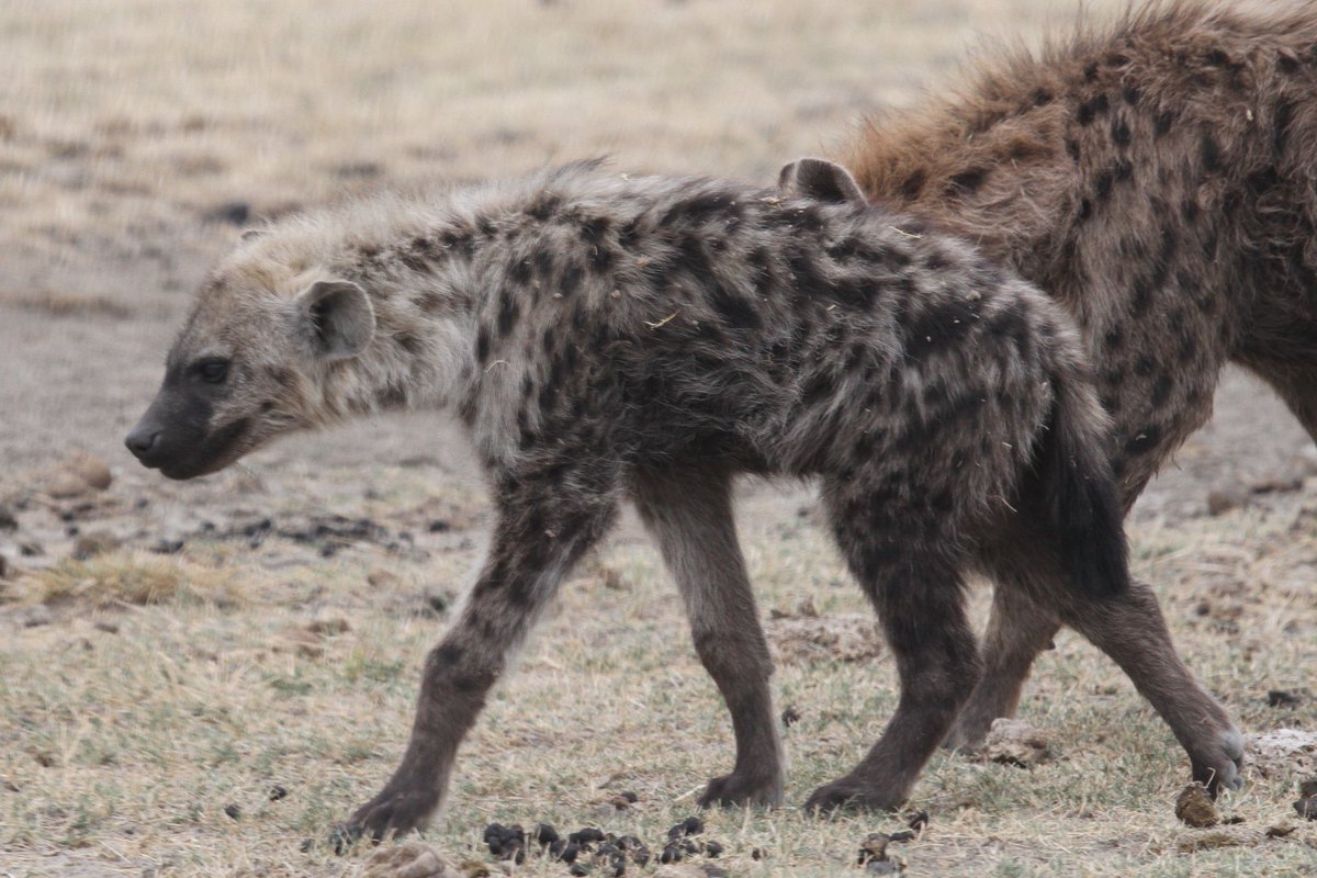 Black Hyena
