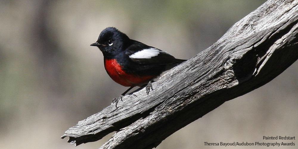 Painted Redstart