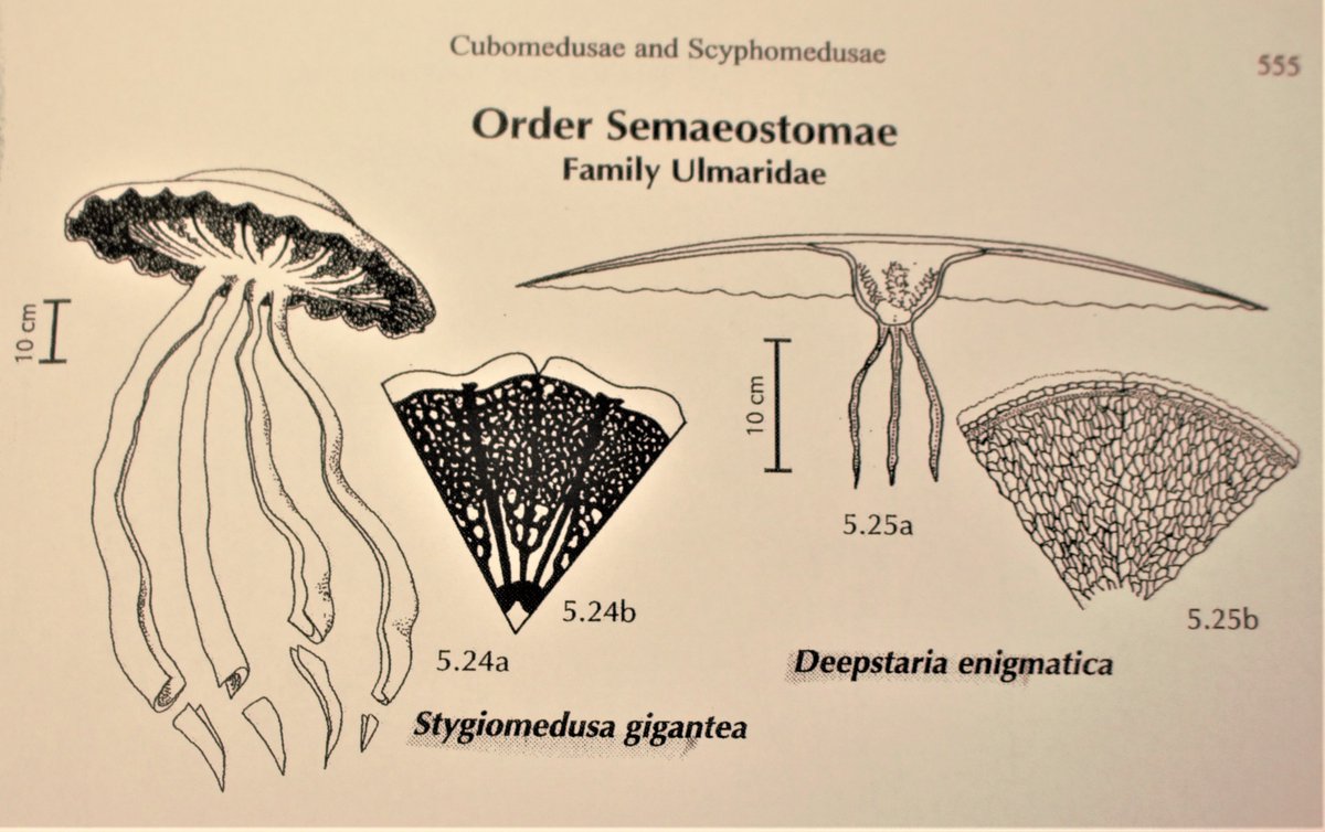 Stygiomedusa Gigantea