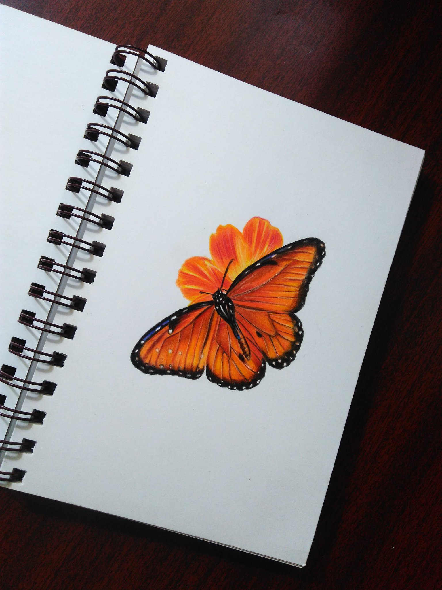 Colored Pencil Drawings Of Butterflies