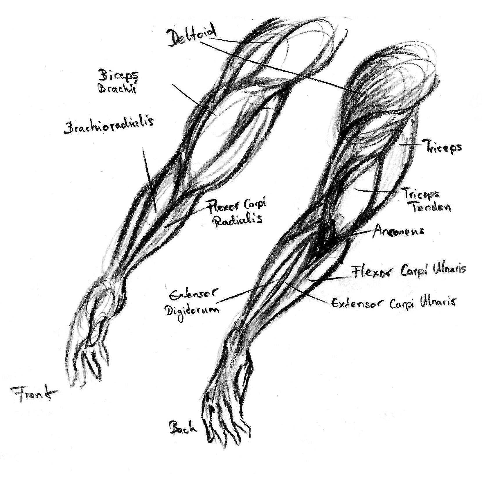 Muscle Arms Drawing
