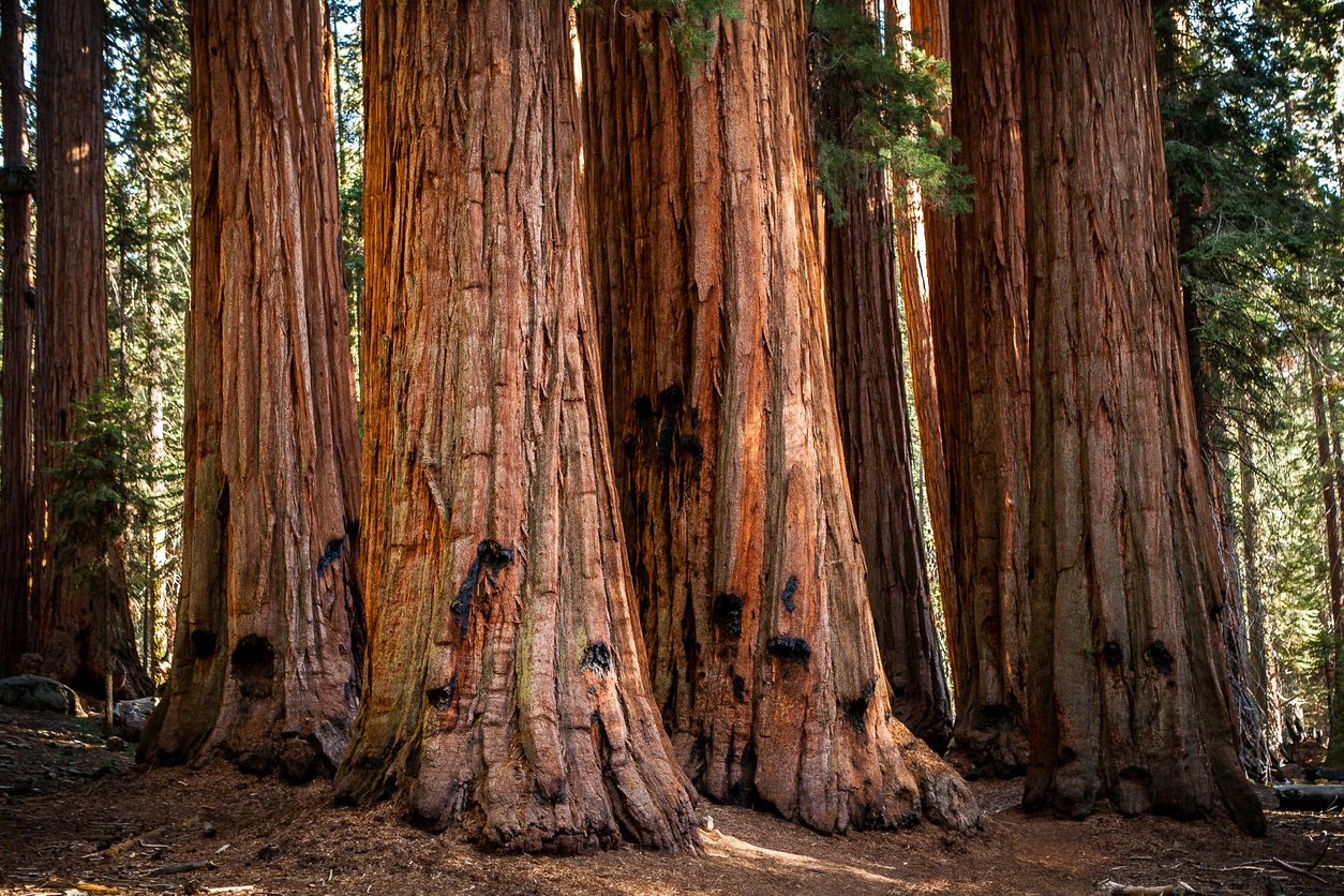 Califorina State Tree Ten Must See Redwood Trees