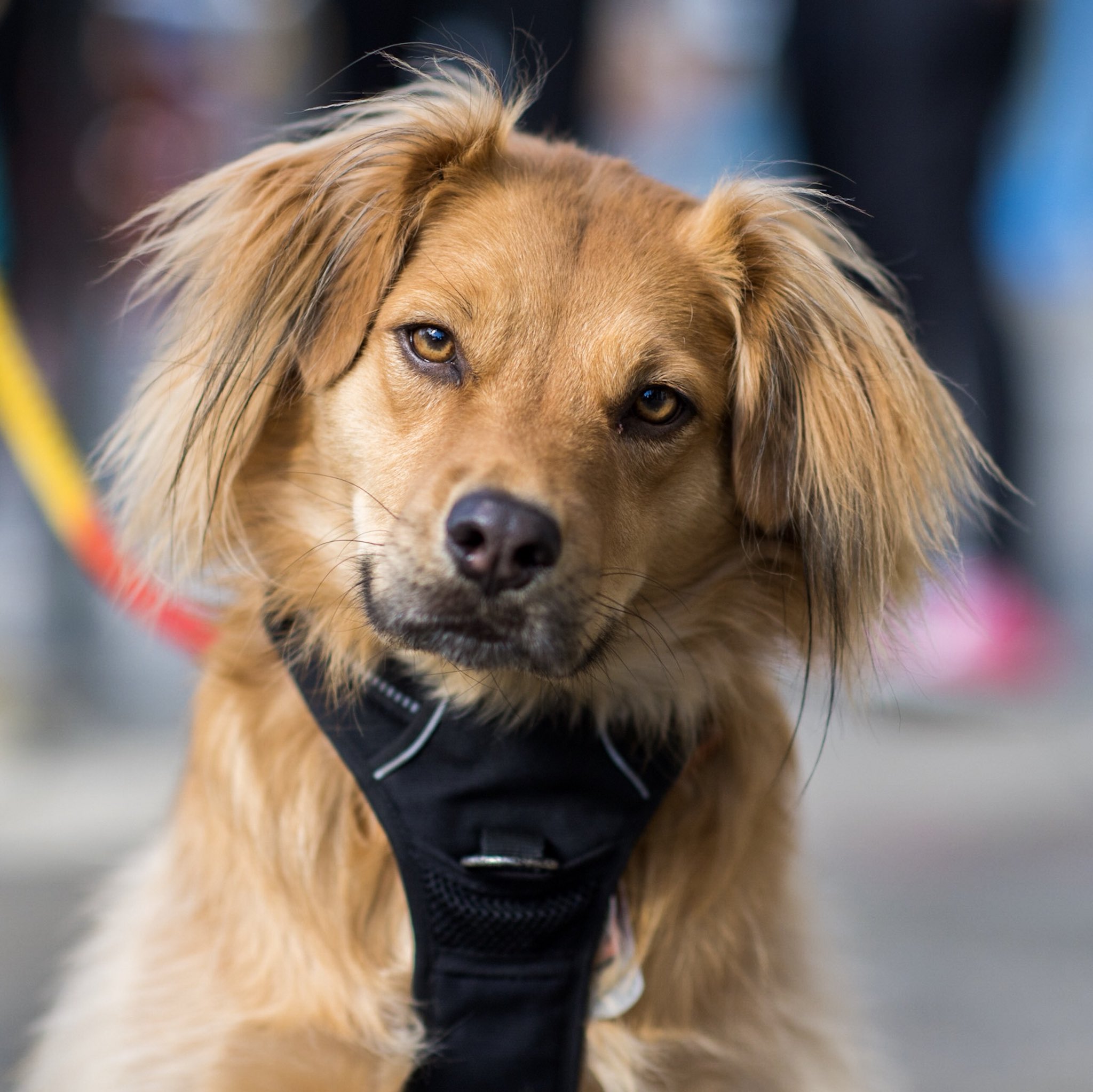 Chow Chow Cocker Spaniel Mix