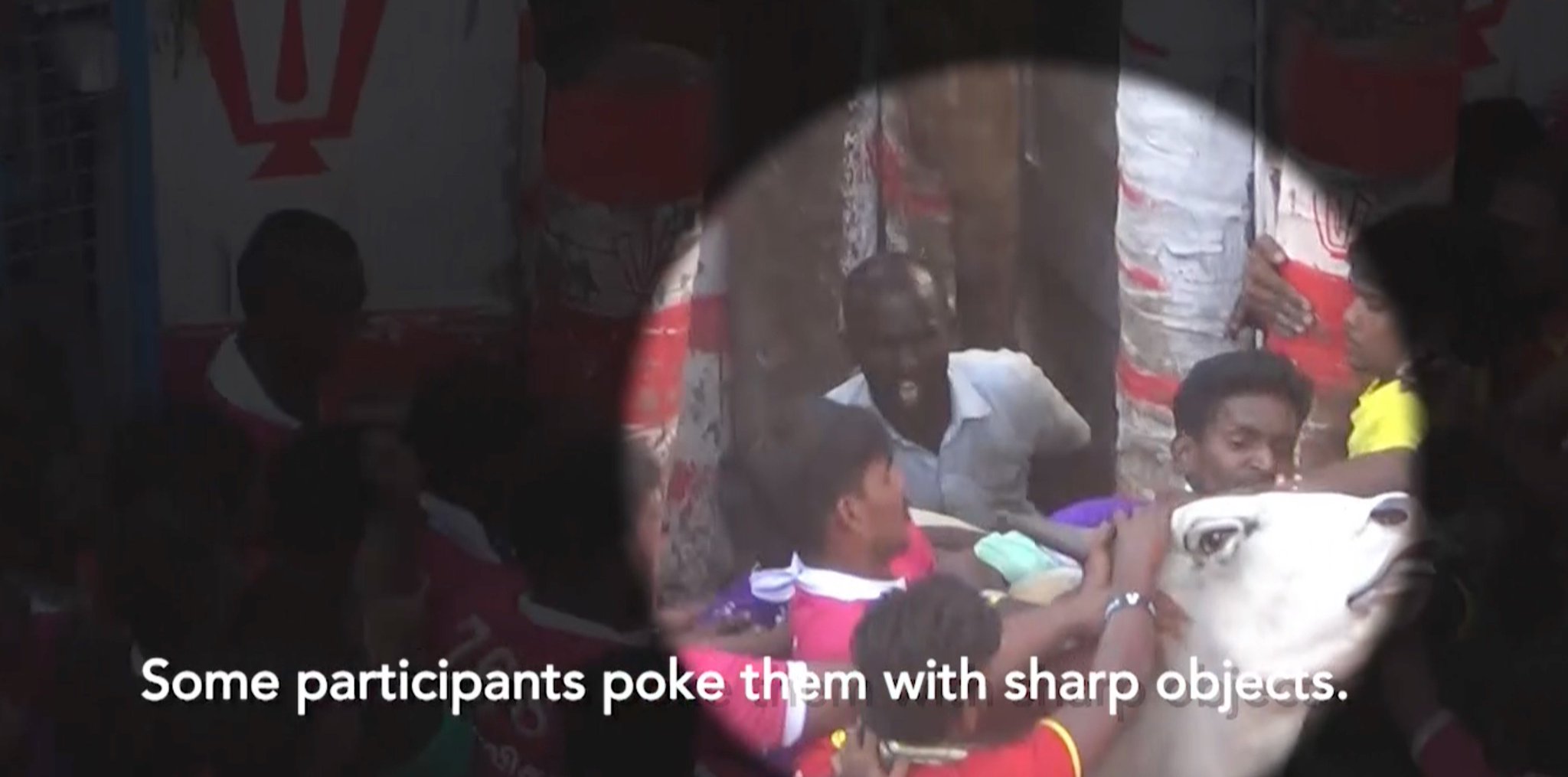 PETA on Twitter: "Bulls are dragged by their nose rings and beaten with sticks 😠 The only way to ...