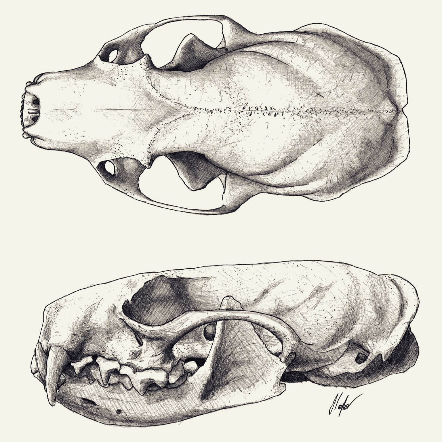 Mink Skull Diagram And Labeling, 42% OFF | brunofuga.adv.br