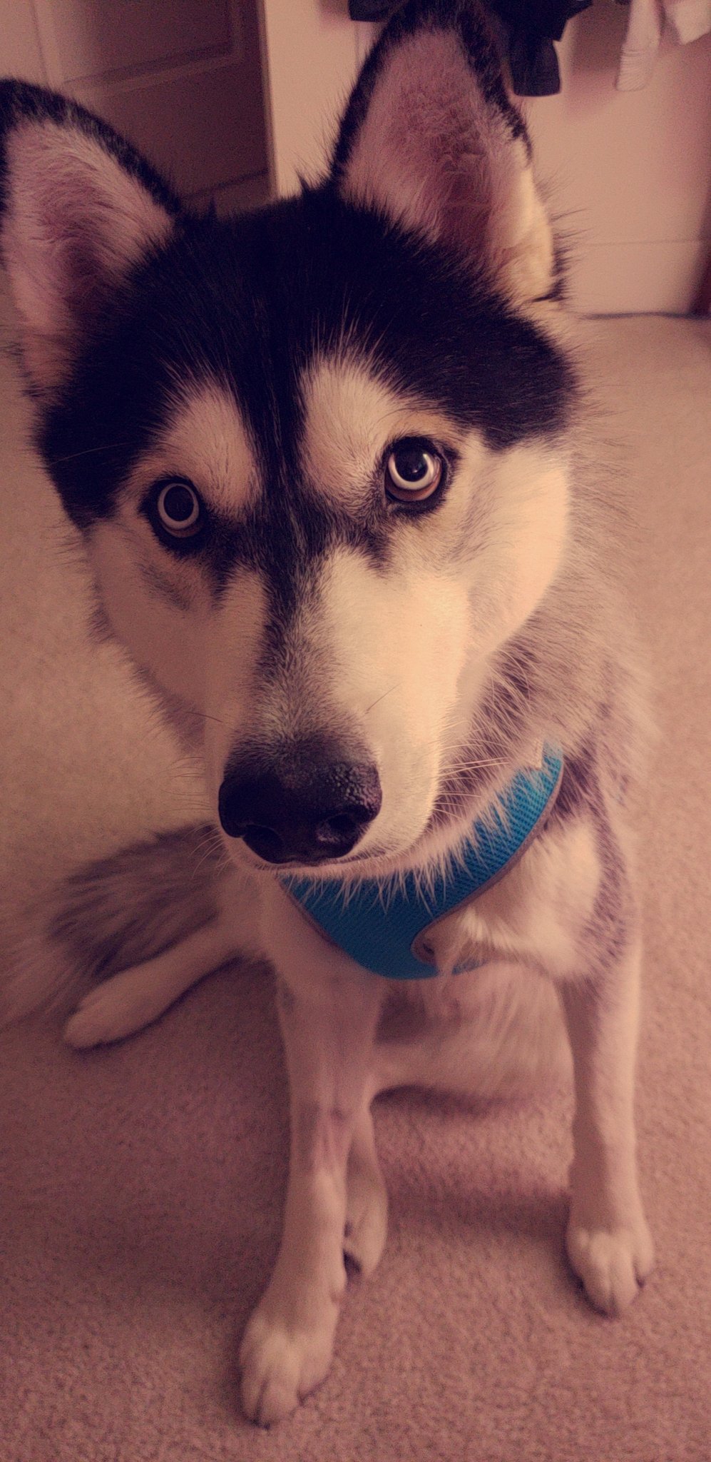 ScriptOn on Twitter: