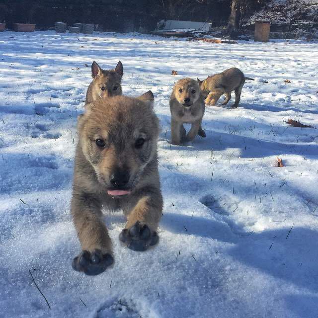 Baby Wolf Dog In Snow