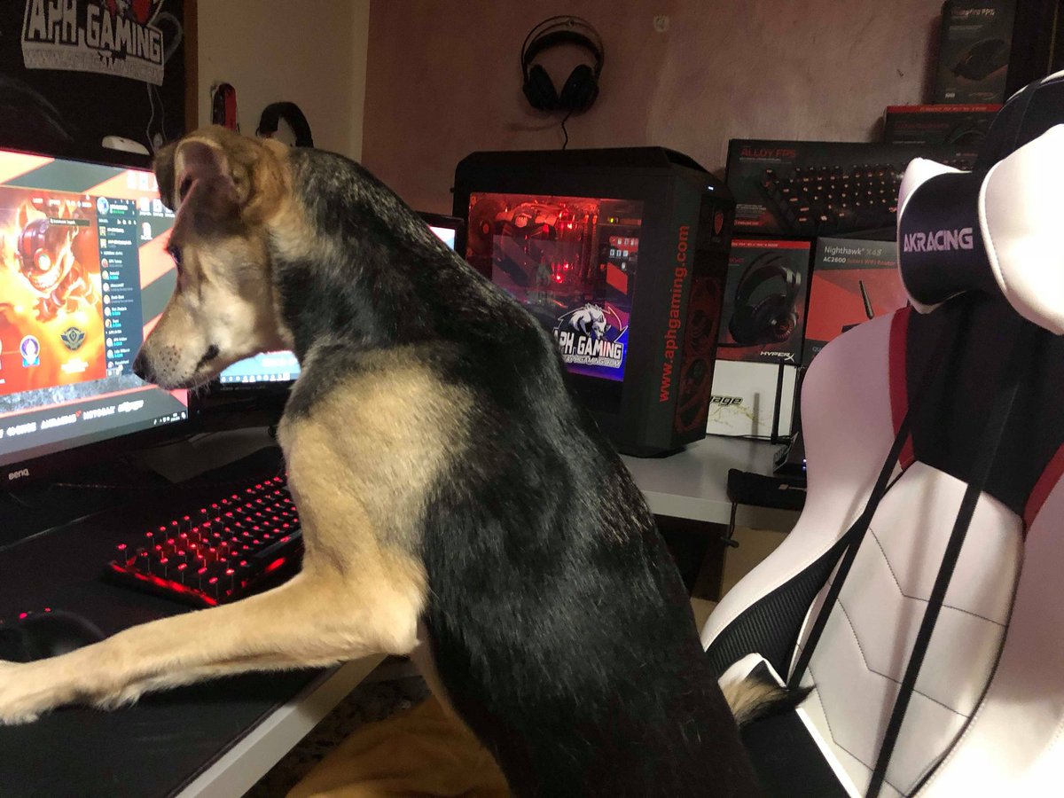 Puppy Playing Video Games