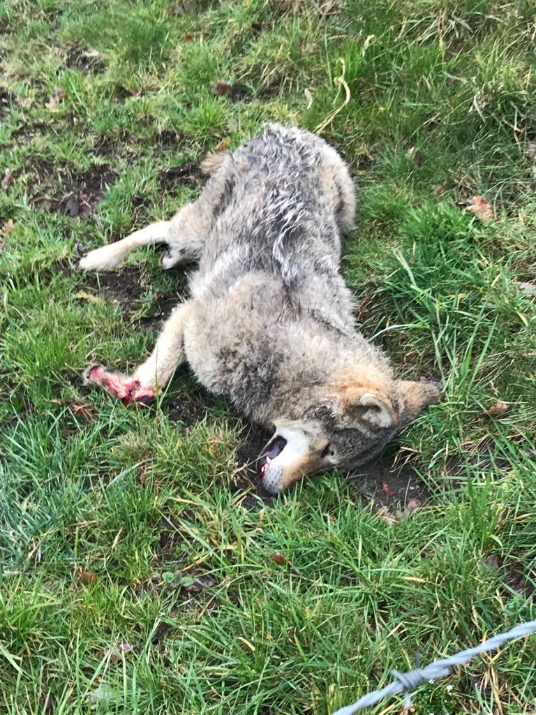 Wolf bijt schapen dood in Limburg | NOS Wolf bijt schapen dood in Limburg | NOS