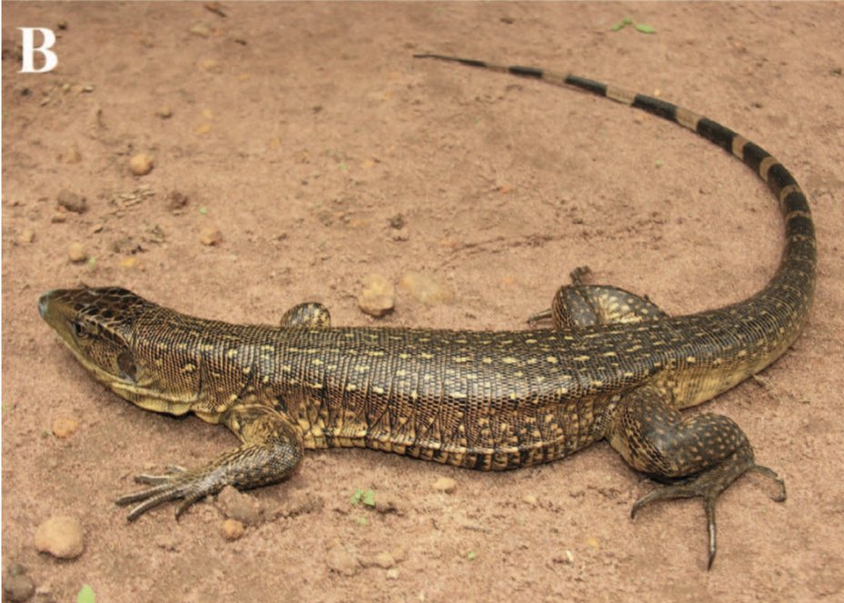 Lizard Tongue Texture