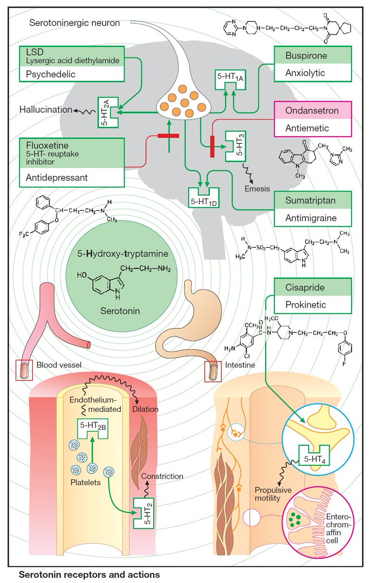 Serotonin Receptors Chart