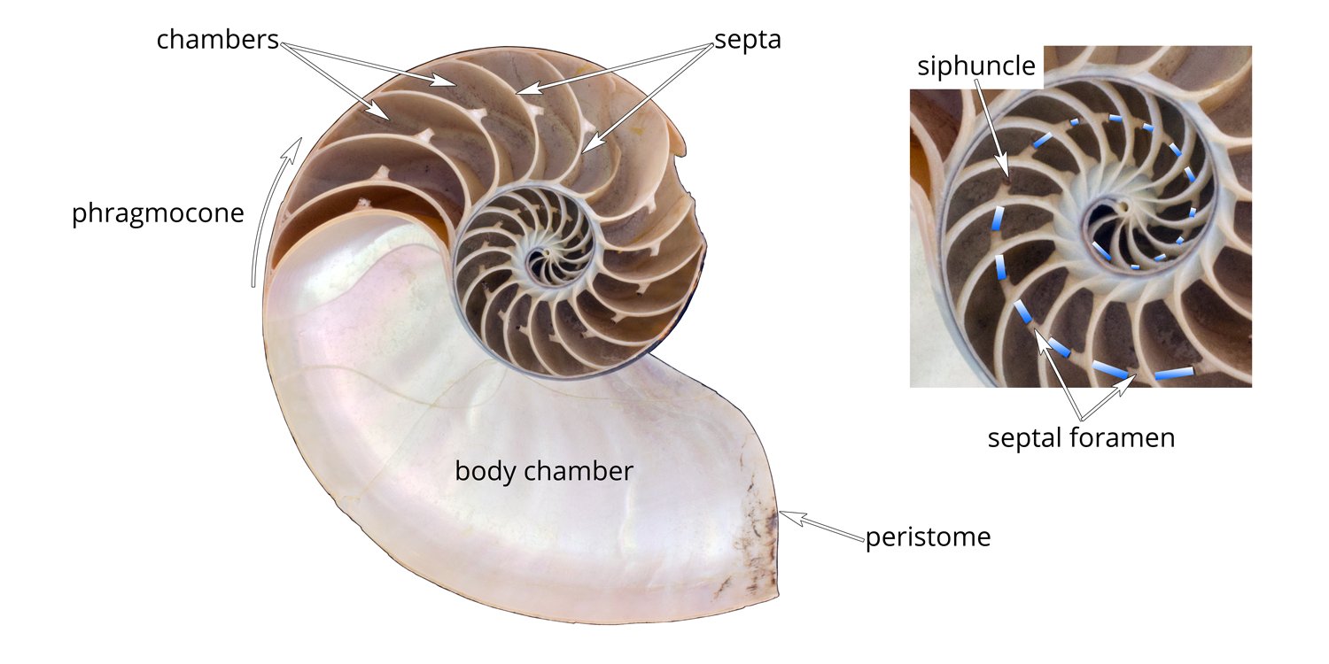 Nautilus Diagram