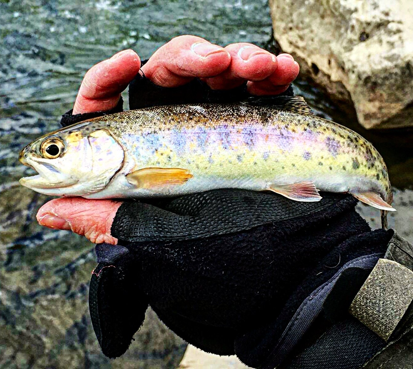 Baby Steelhead