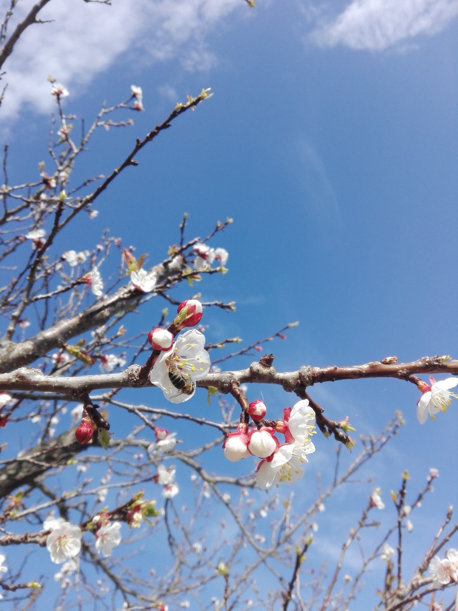 Athanasios Demeslis (@Myrolion) | Twitter