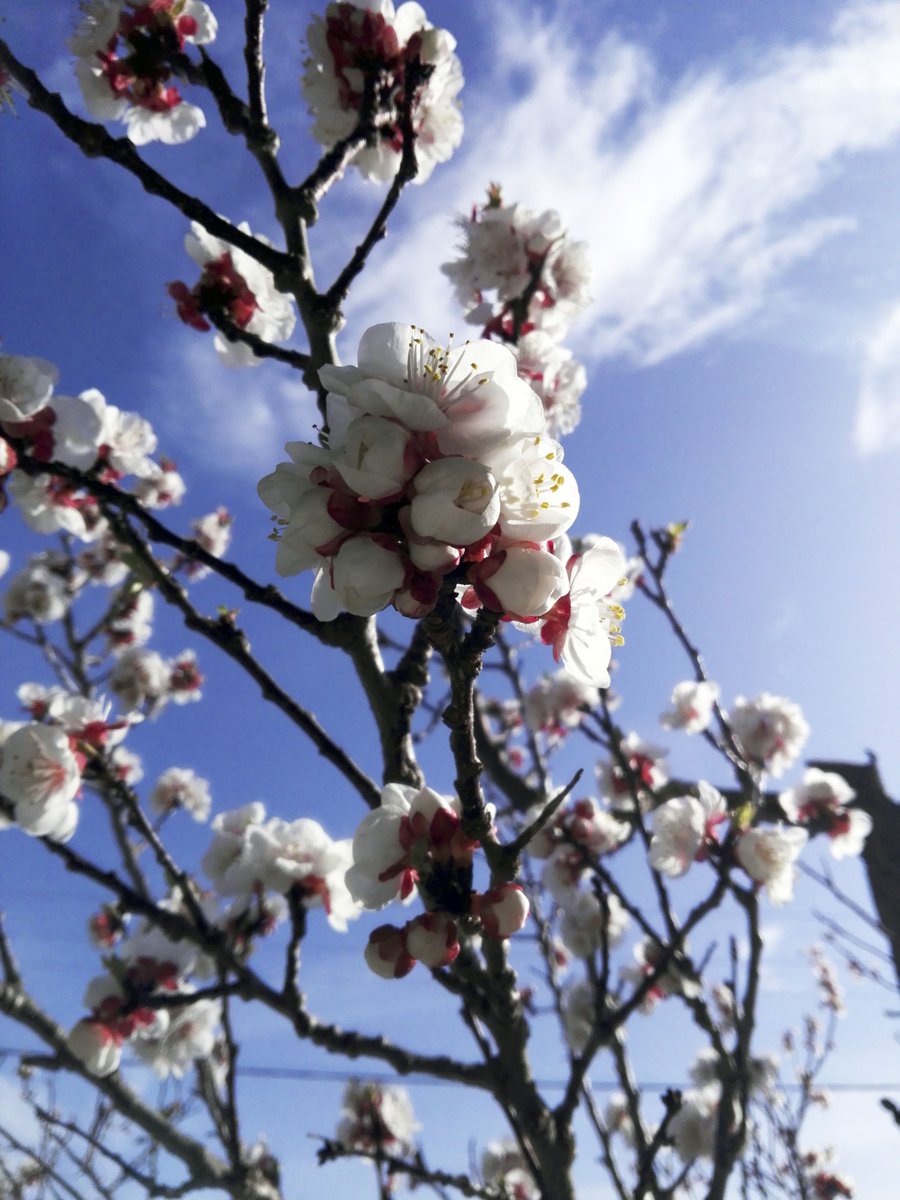 Athanasios Demeslis (@Myrolion) | Twitter