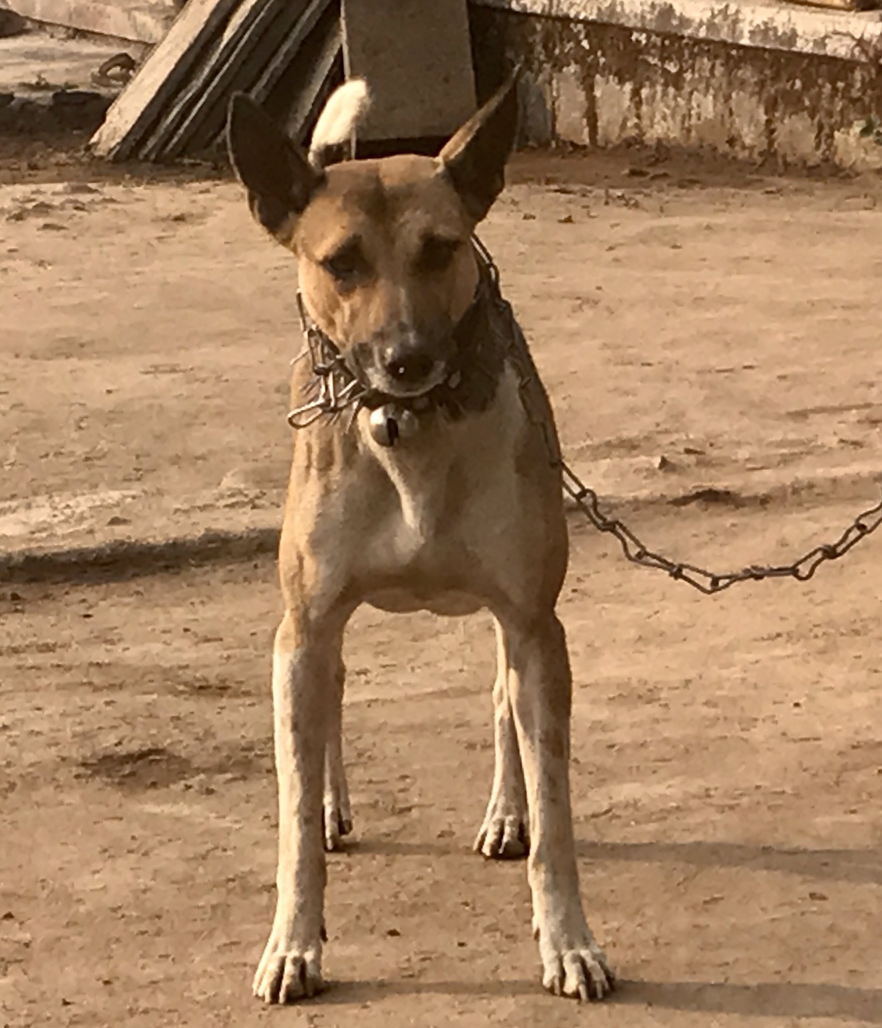 Native American Village Dog