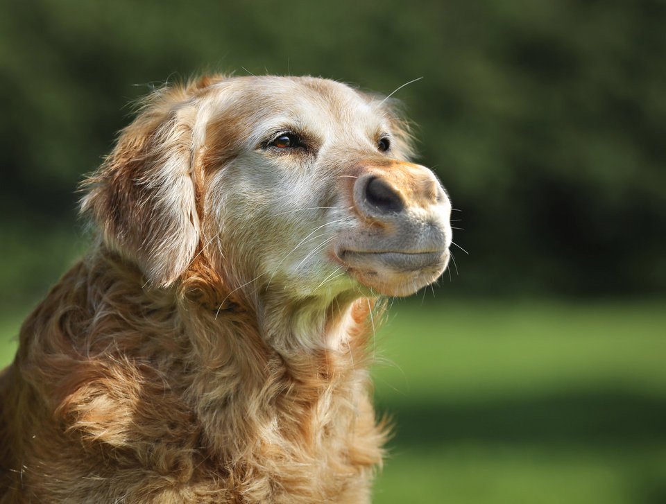 Why Does A Dog Get Hoarse