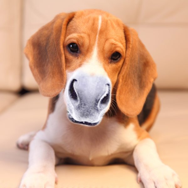 Why Does A Dog Get Hoarse