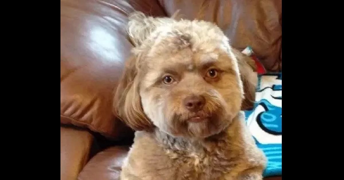 A 1-year-old Shih-poo named Yogi looks eerily similar to a human man ...