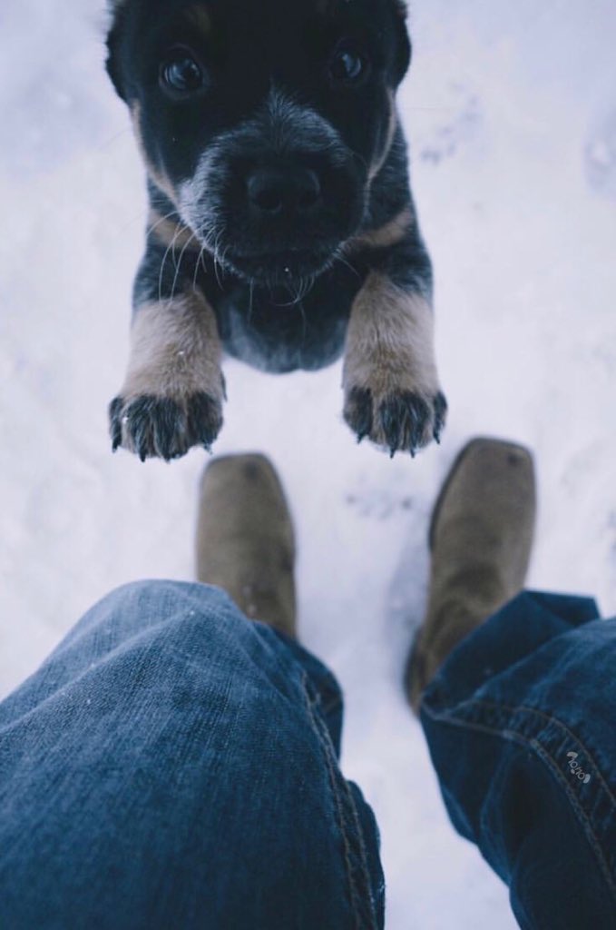 Healer Lab Mix Puppy Snow