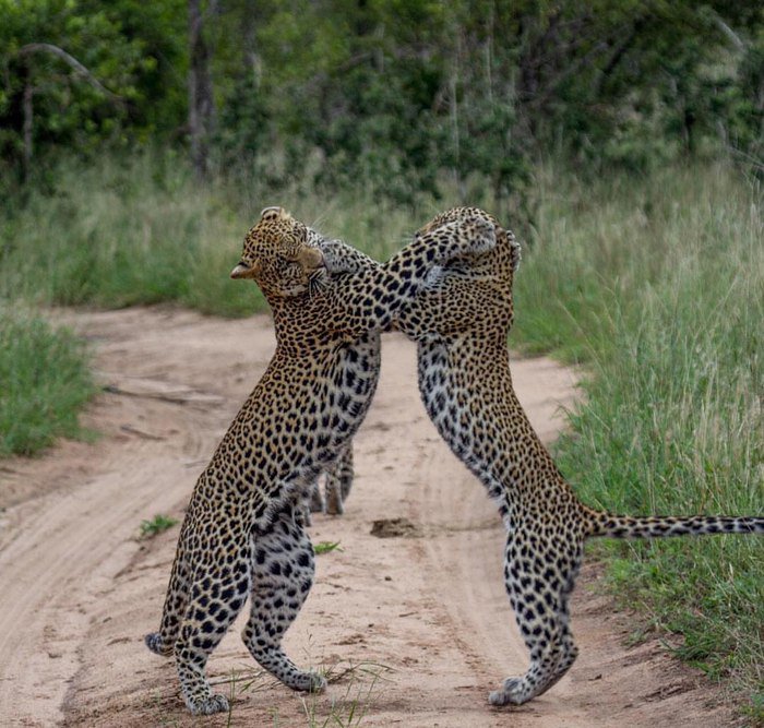 Amdadul Hoque Milon (@amdad_51) | Twitter