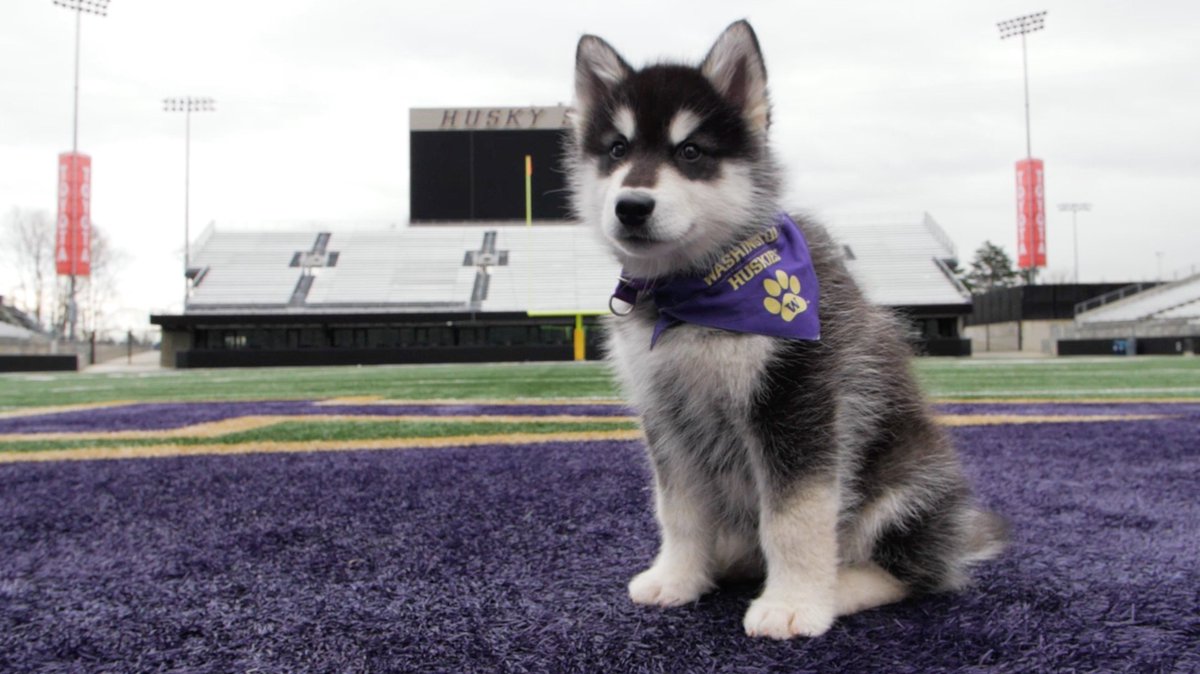 Washington Huskies introduces Dubs II : r/CFB
