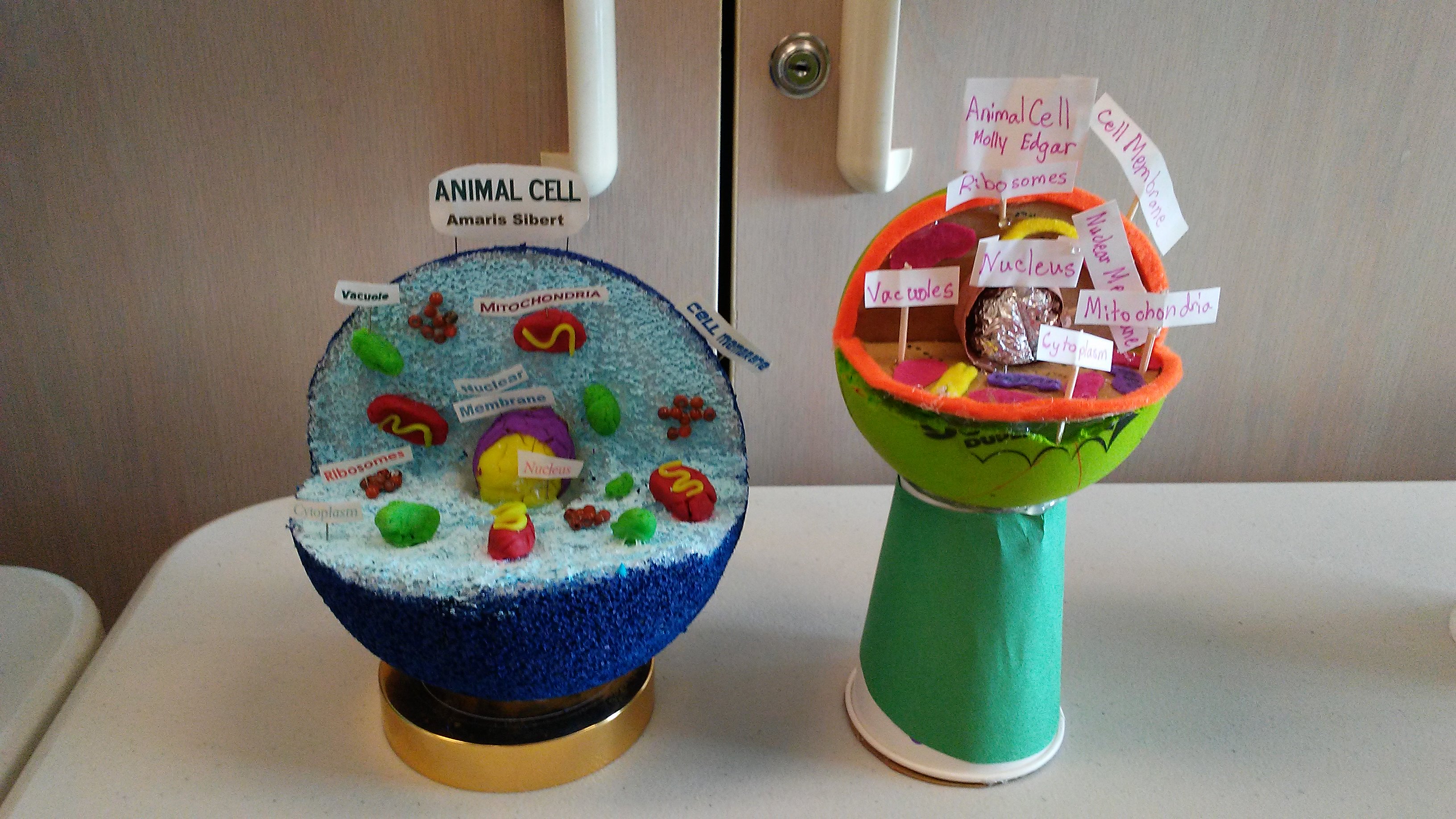 Clay Animal Cell Project