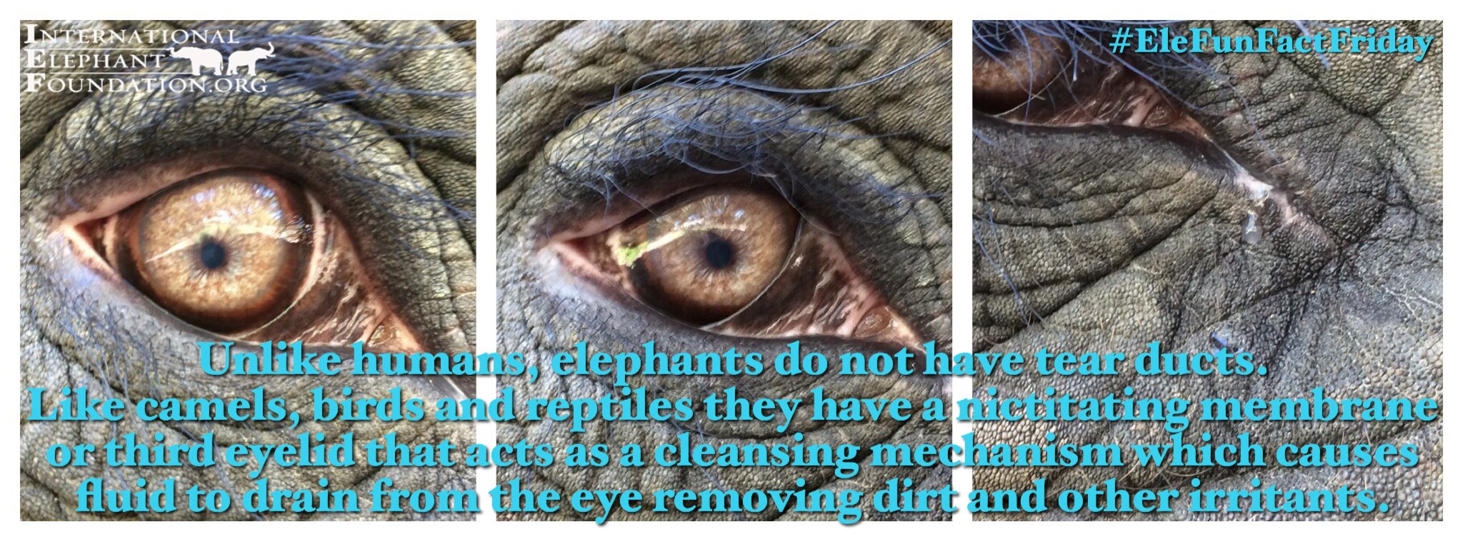 Nictitating Membrane Human