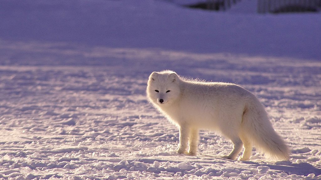 Arctic Fox Pack