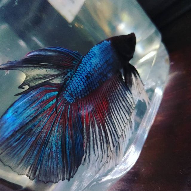 Dragonscale Halfmoon Betta