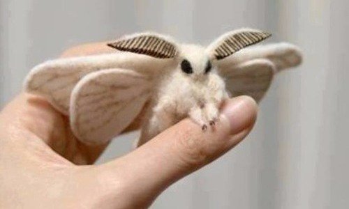 Cute Silk Moth