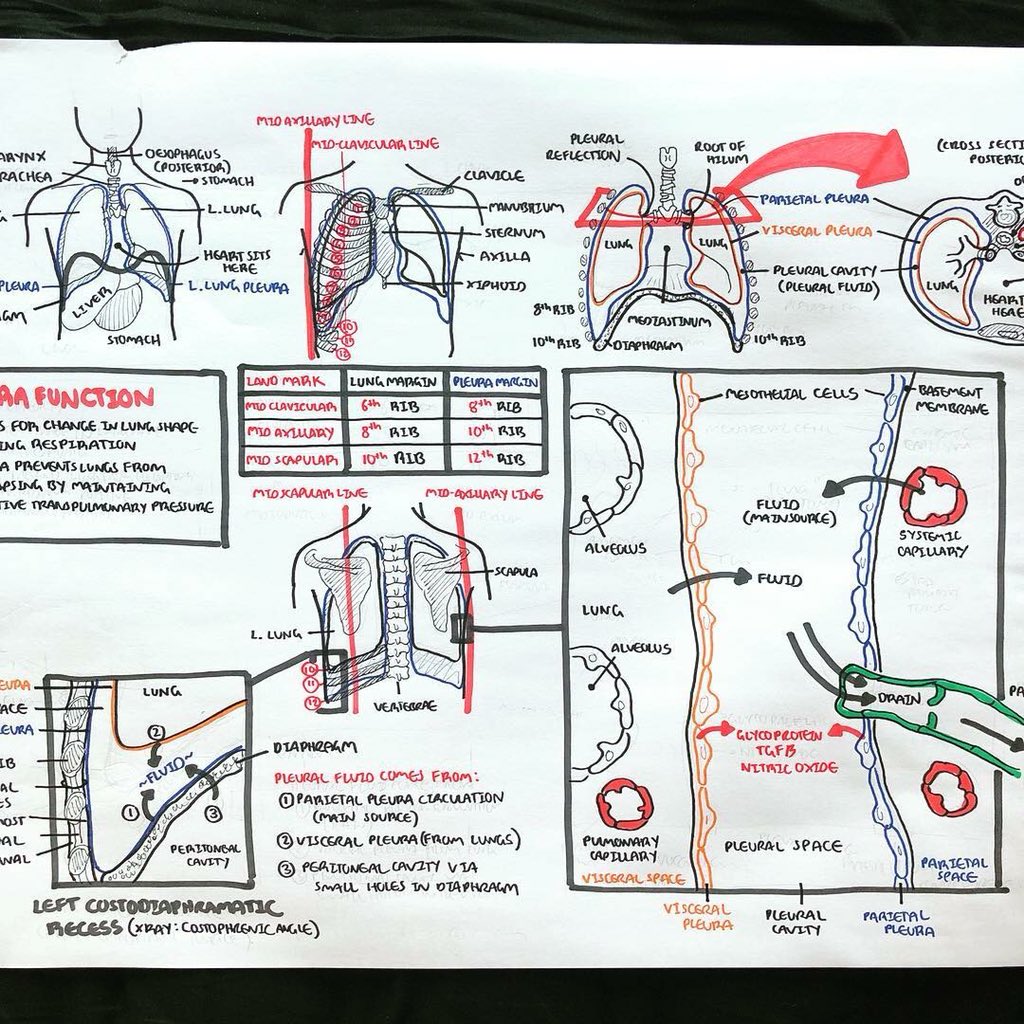 ᗰiЯ𝓉𝒾𝓇𝒾𝓏𝒶𝒹𝑜⚕ 🇲🇽 🇪🇸 On Twitter El Espacio Pleural Sirve Como Un