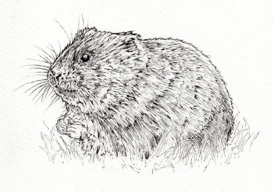Meadow Vole Drawing