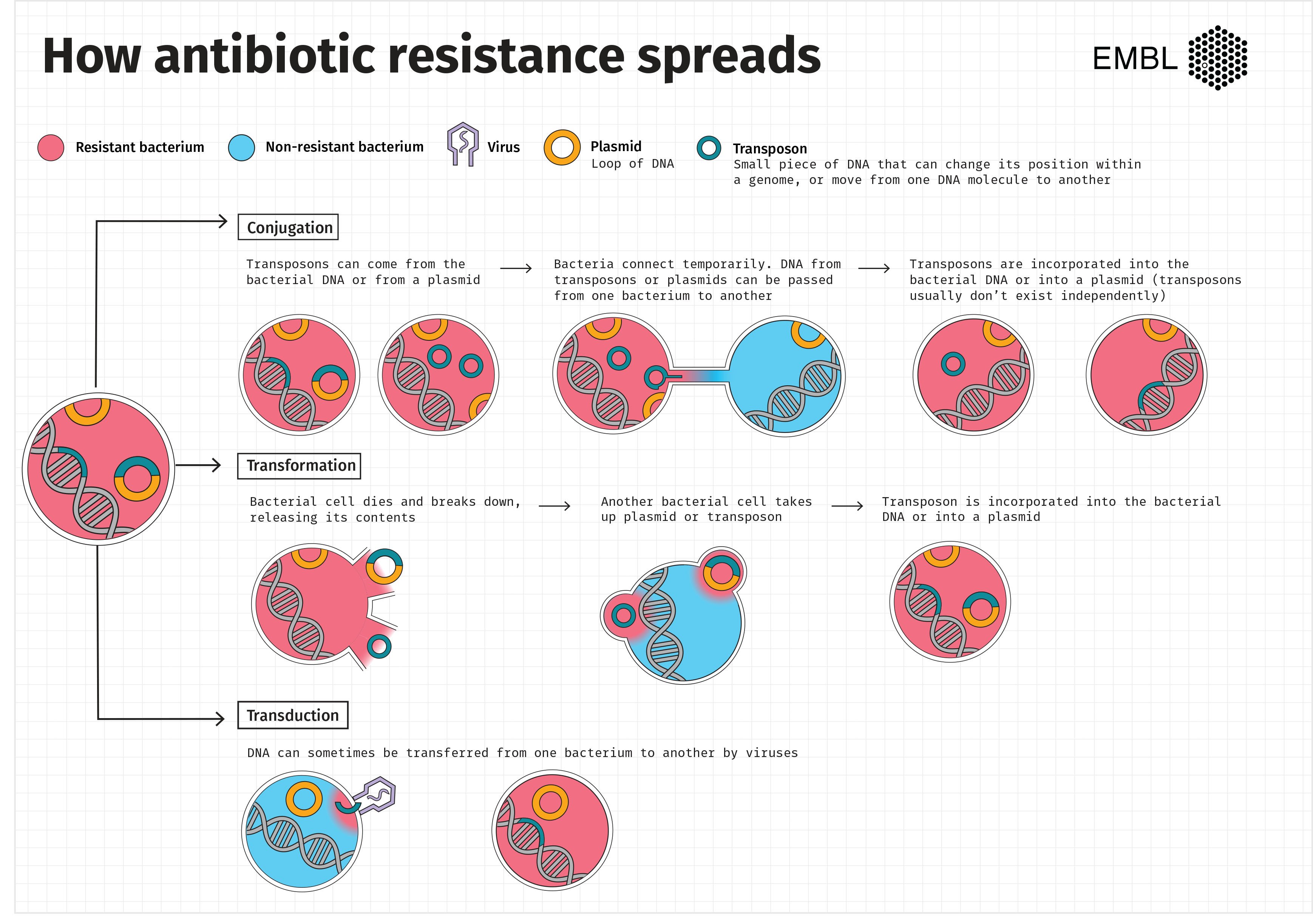 Bacterial Conjugation Antibiotic Resistance