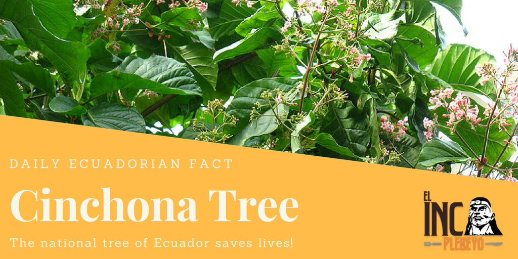 Cinchona Tree Malaria