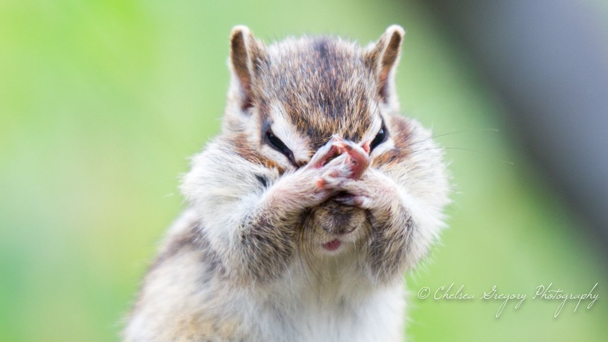 Sublime Squirrel🐿🥜💗 on Twitter: "I saw it but I’m not going to tell anyone!🙈🤐😄 #squirrel #stripy ...