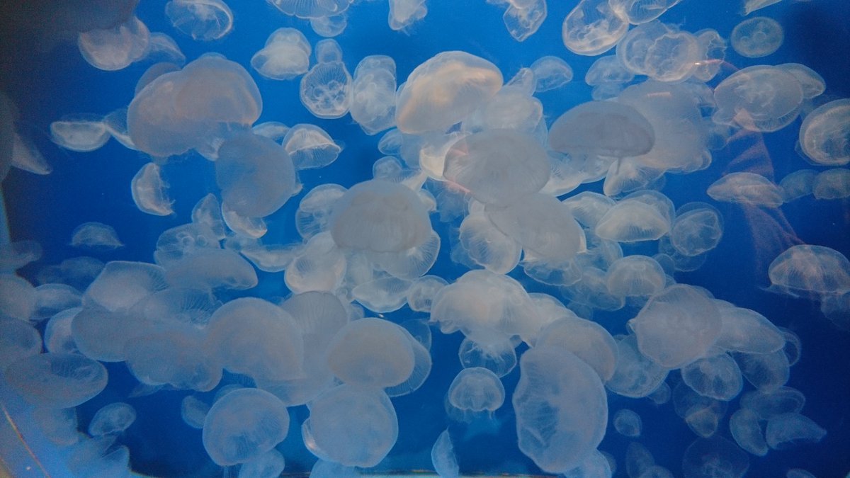 かわち (@ck_toppo) | Twitter