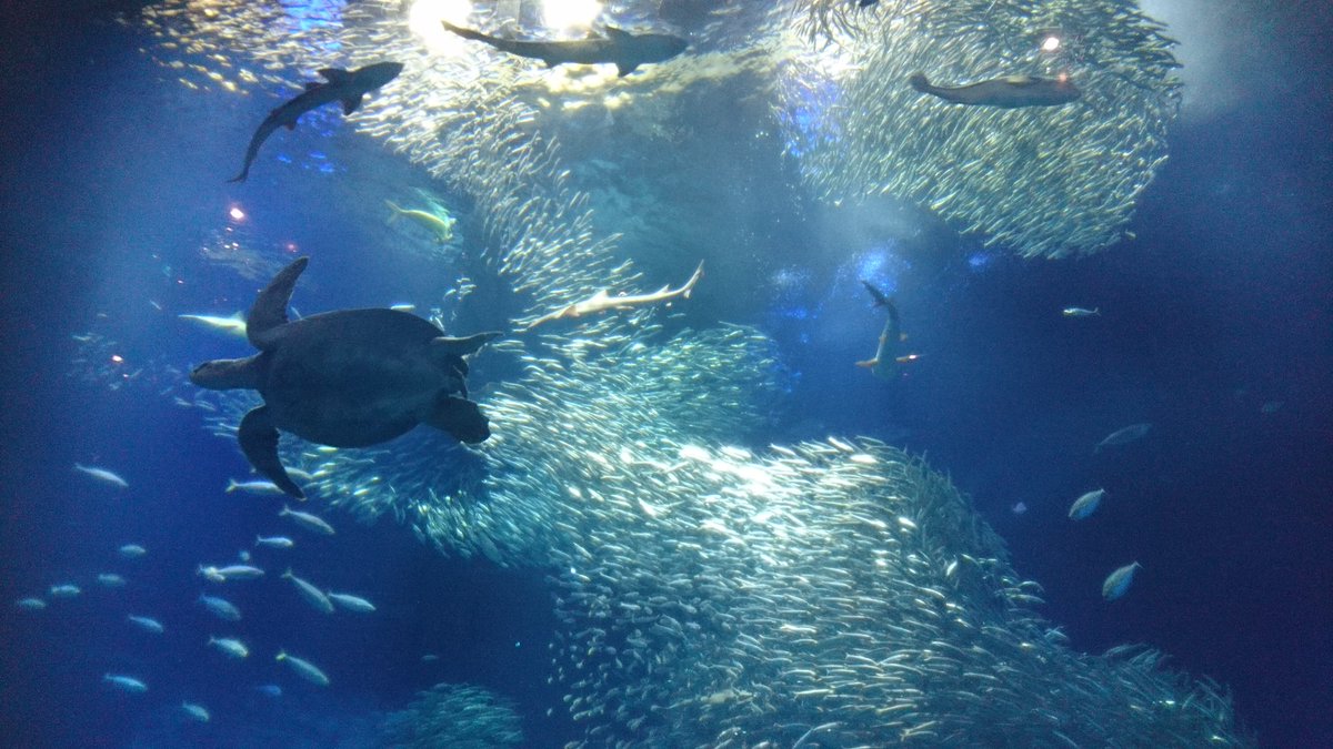 かわち (@ck_toppo) | Twitter