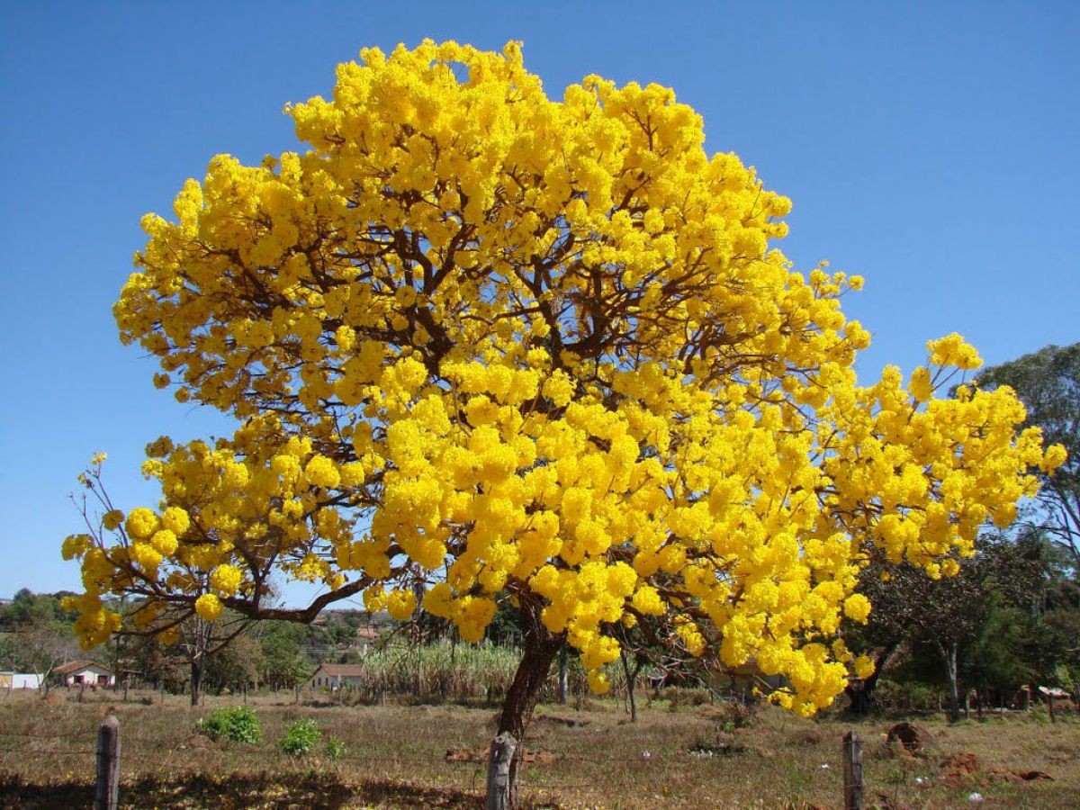 Via @hectorpeyre: otras denominaciones para el araguaney: flor amarillo ...