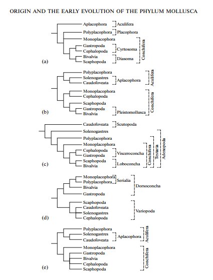 Phylum Mollusca Tree