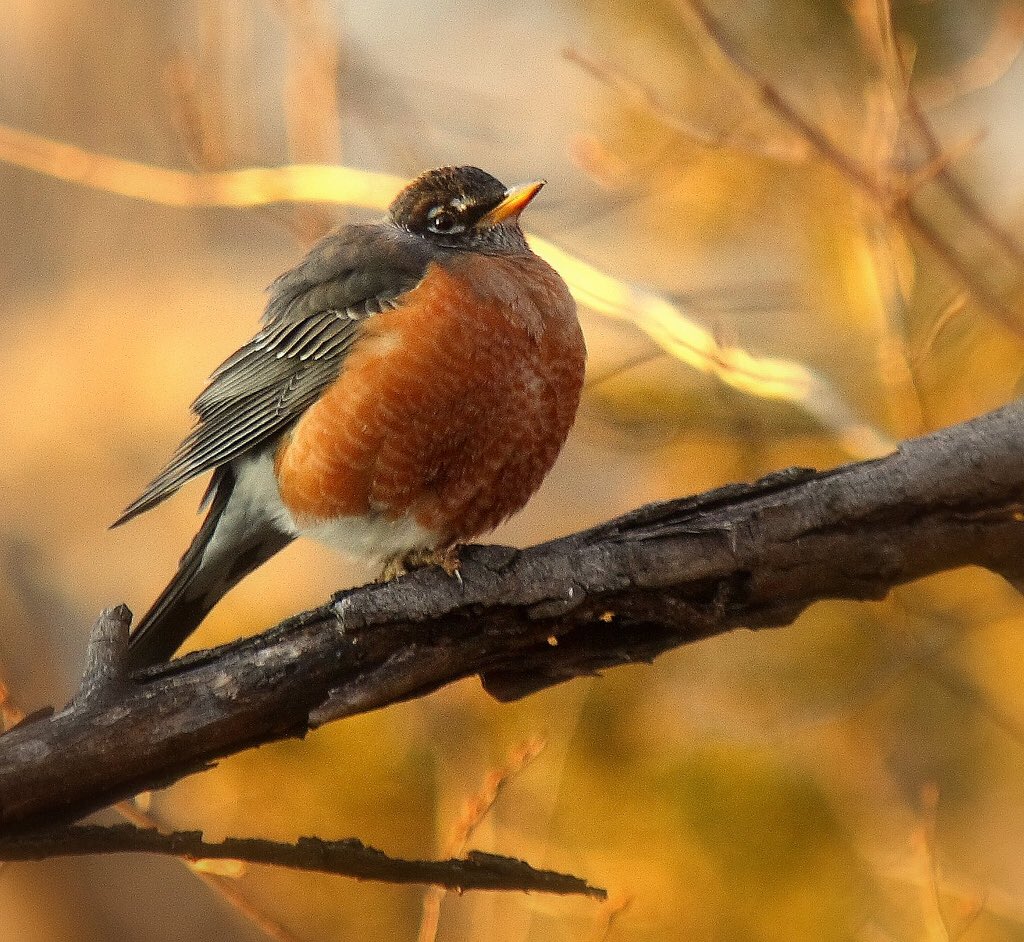 Spring Robin Wallpaper