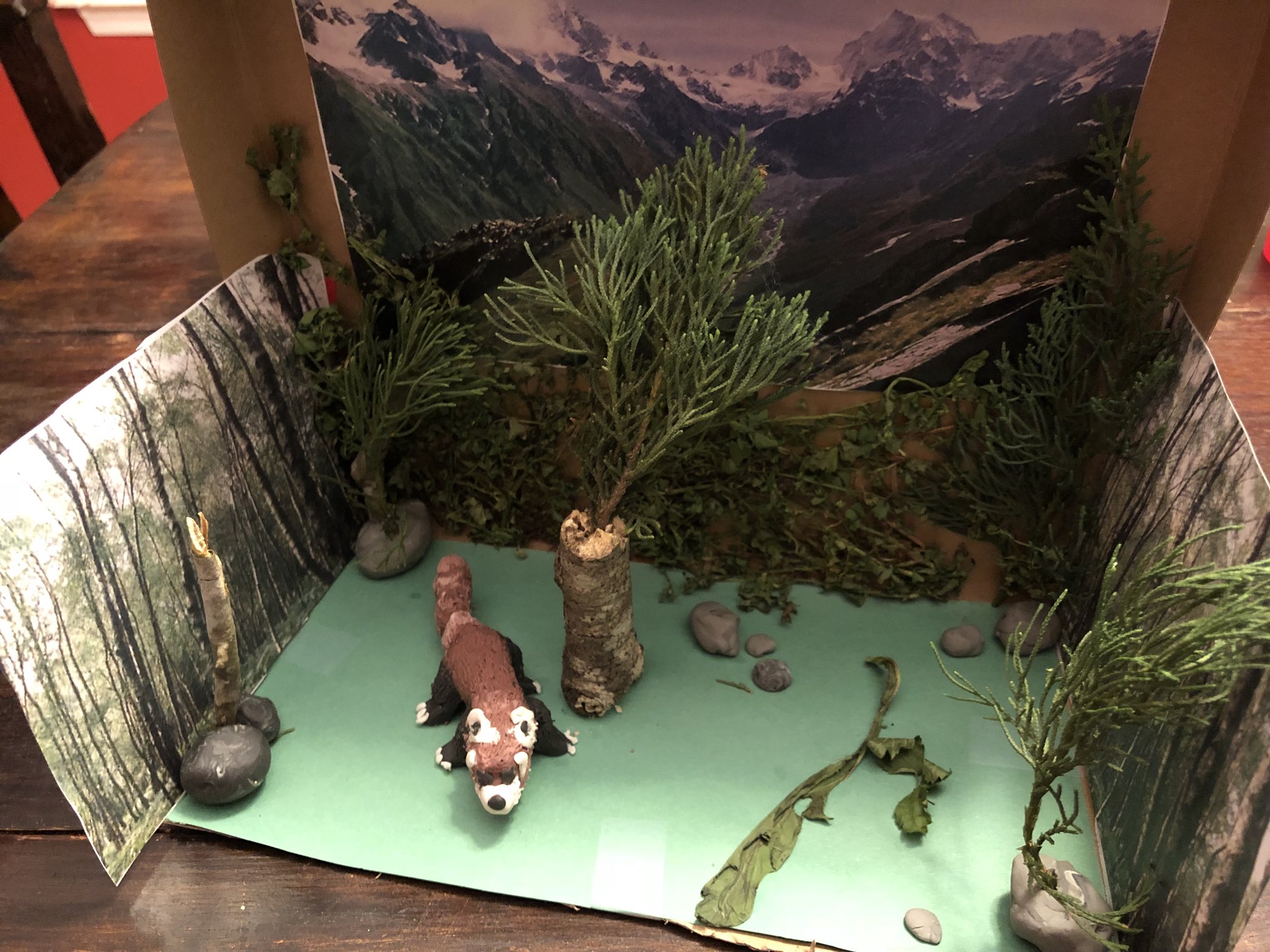 Grey Wolf Habitat Diorama Forest Diorama School Habitat Diorama