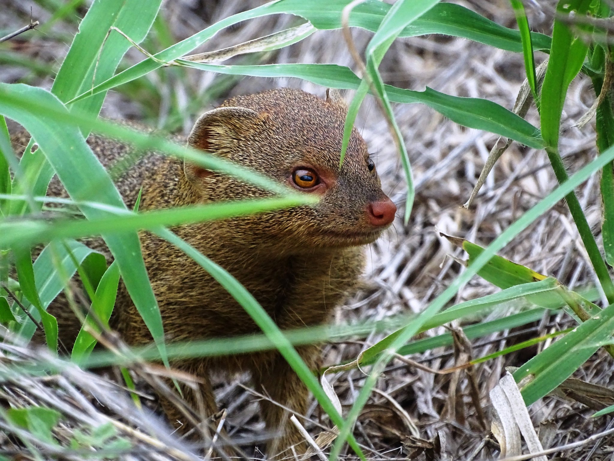 Mongoose Eyes Turn Red