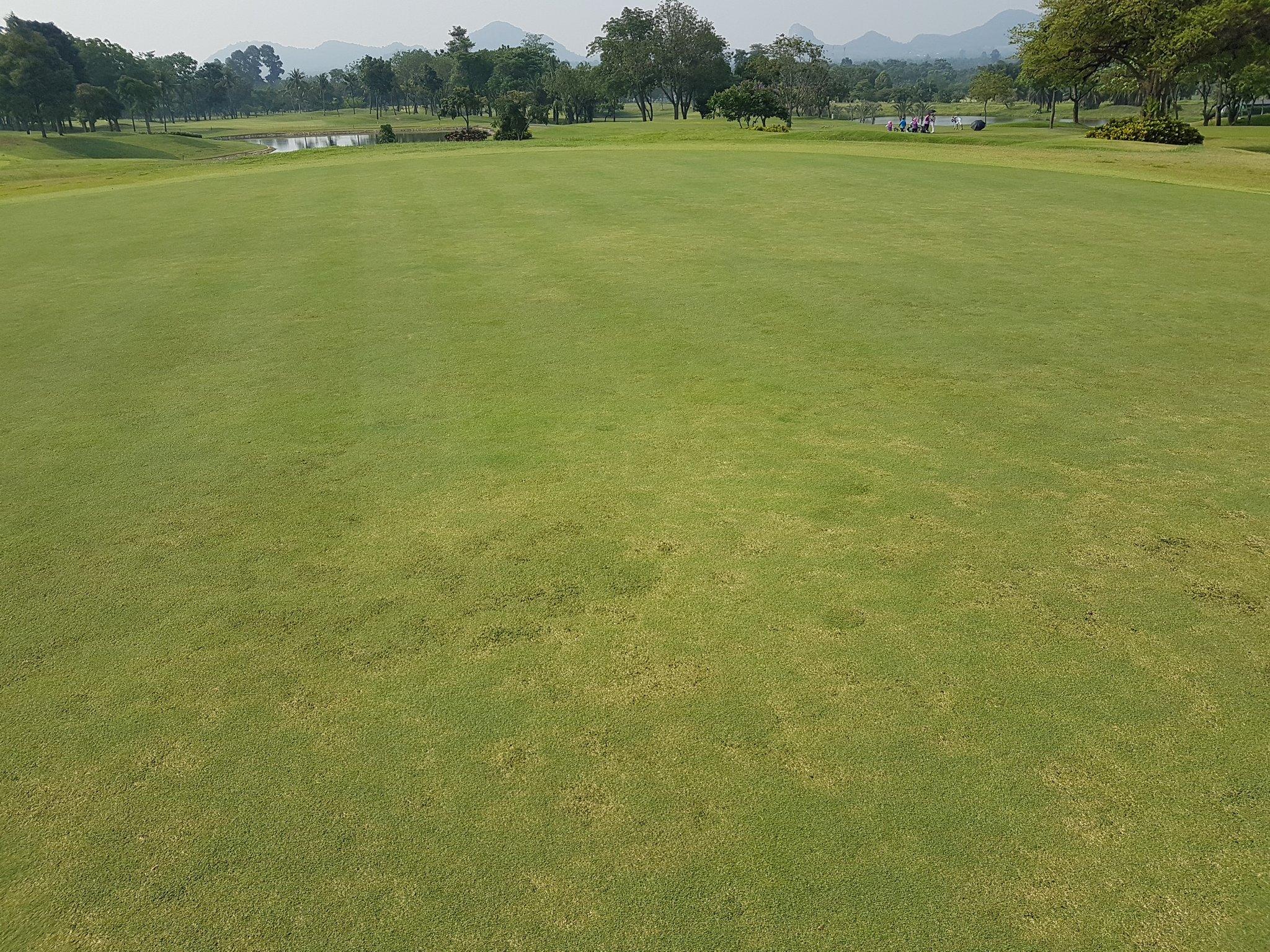 Champion Bermuda Lawn