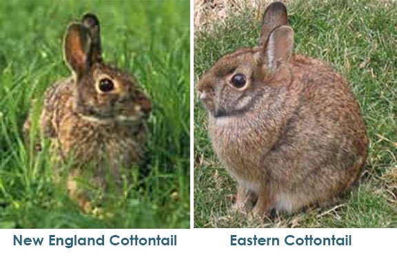 Progressive Charlestown: Got Bunnies? Progressive Charlestown: Got Bunnies?