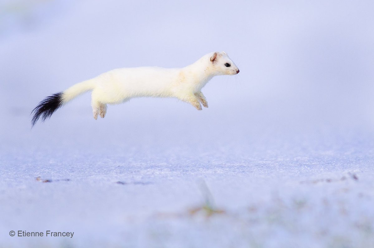 Stoat Jumping